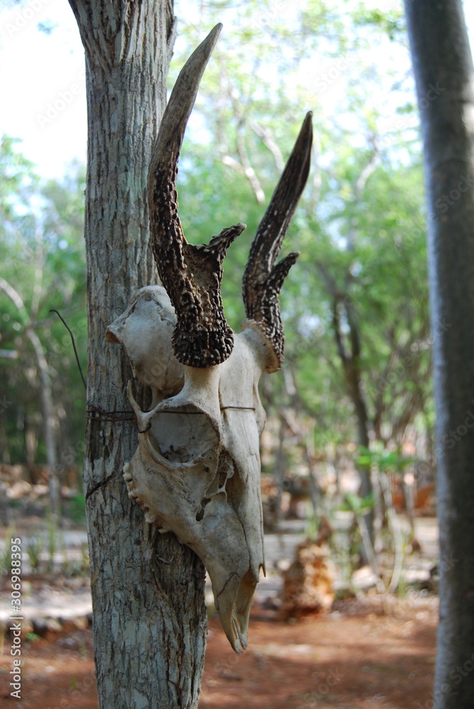 craneo de venado de cola blanca en la península de Yucatán Stock Photo ...
