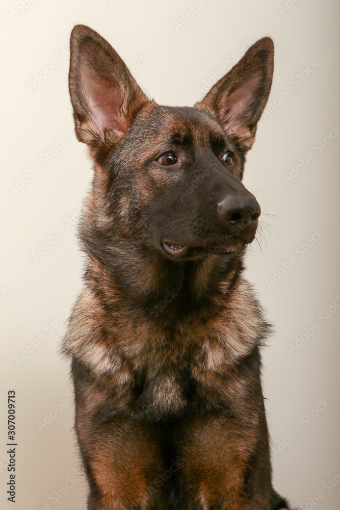 Duitse herder pup portret Stock Photo | Adobe Stock
