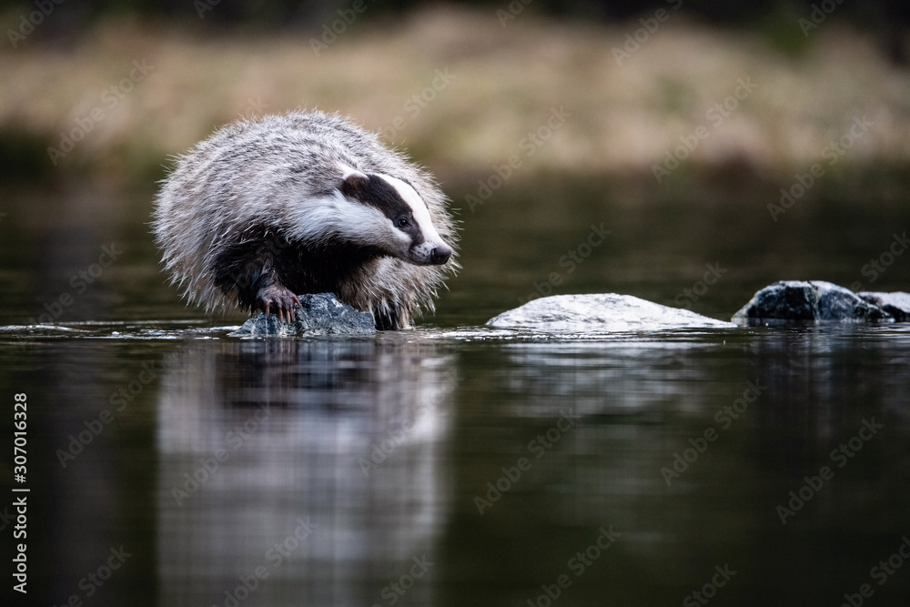 European badger, Meles meles is standing in the shoreline of a pond in ...