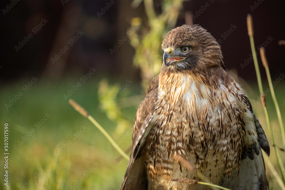 Hawk screaming Stock 写真 | Adobe Stock