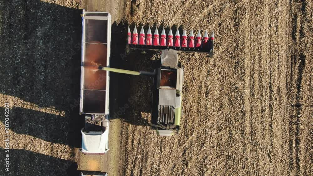 Pouring Corn Grain Into Truck Trailer. Corn Falling from Combine Auger ...