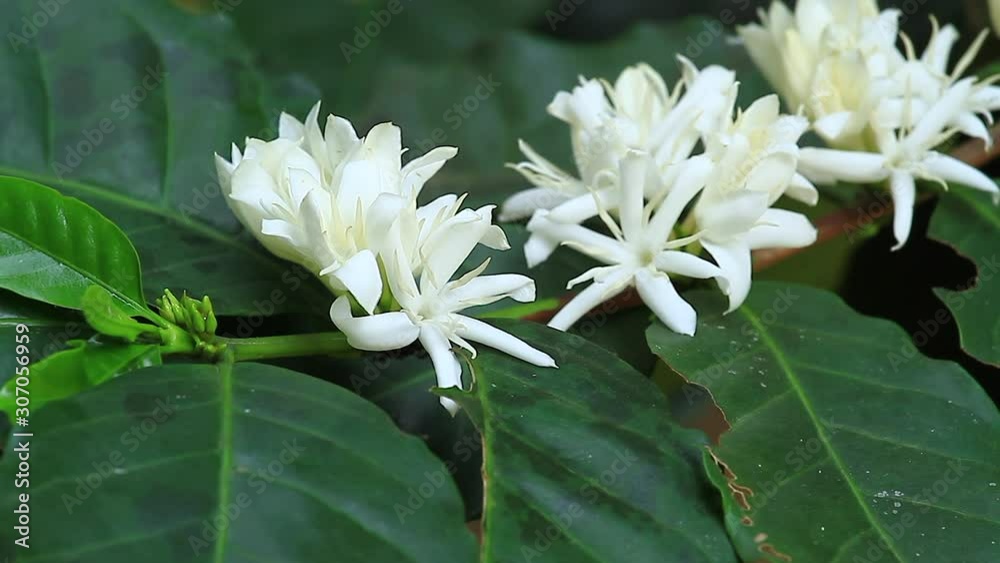 Close up view of Arabica coffee tree with coffee white flower blossom ...
