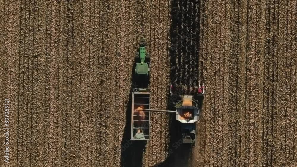 Combine Harvester Harvesting Maize. Harvested Corn Being Transferred to ...