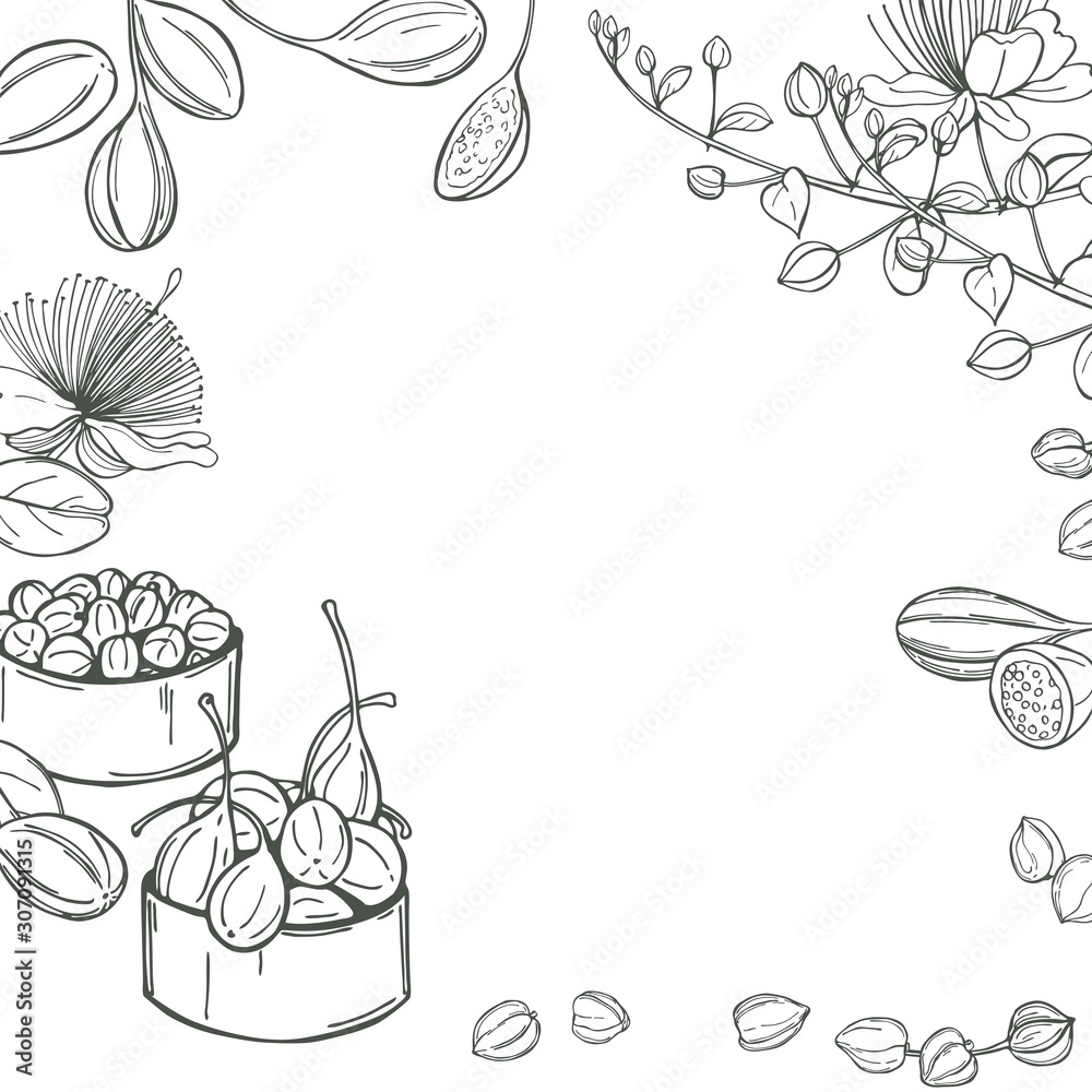 Hand drawn edible fruits and buds of capers. Vector background. Sketch ...