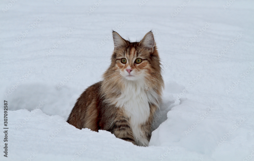 Norwegian Forest Cat Snow