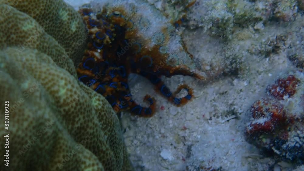Vidéo Stock Greater blue-ring octopus (Hapalochlaena lunulata) slowly ...