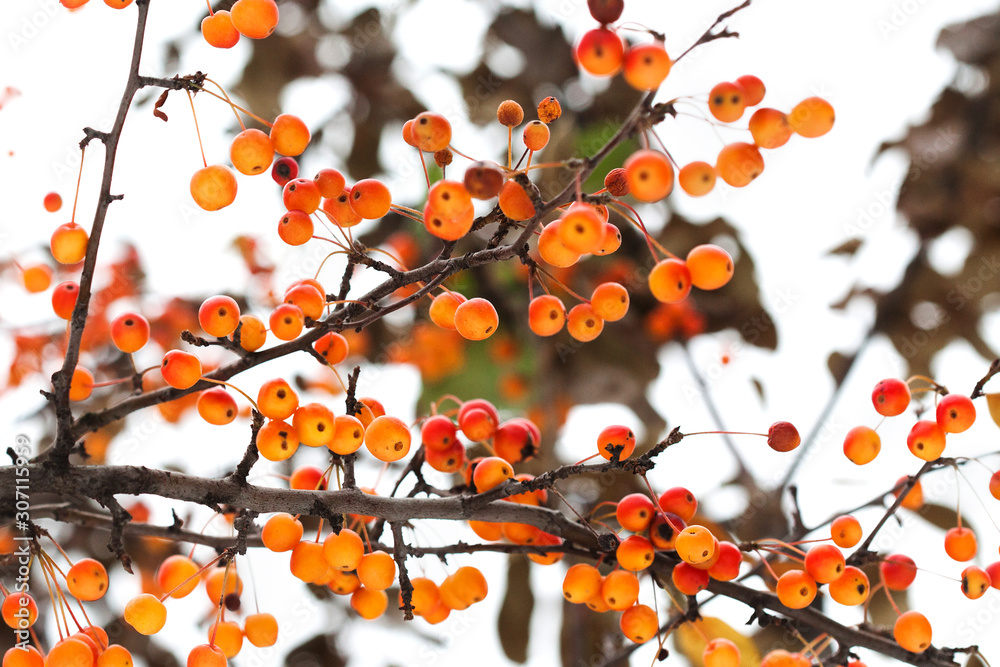 Mini apple tree branch with fruits. Small orange Chinese apples Malus ...