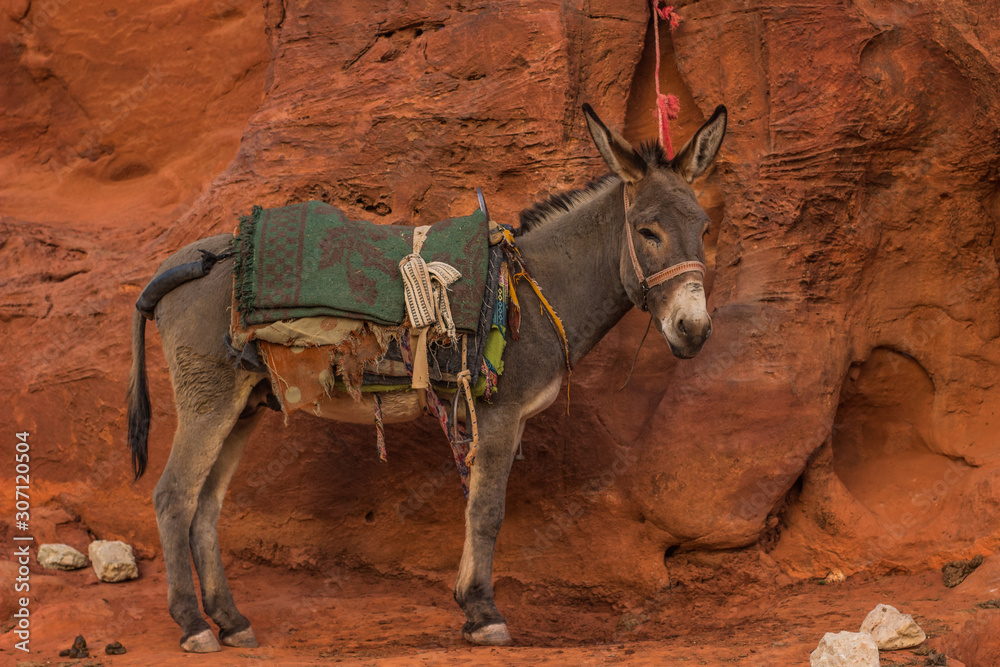 Foto de pack donkey animal slave tied to sand stone rock mountain in ...
