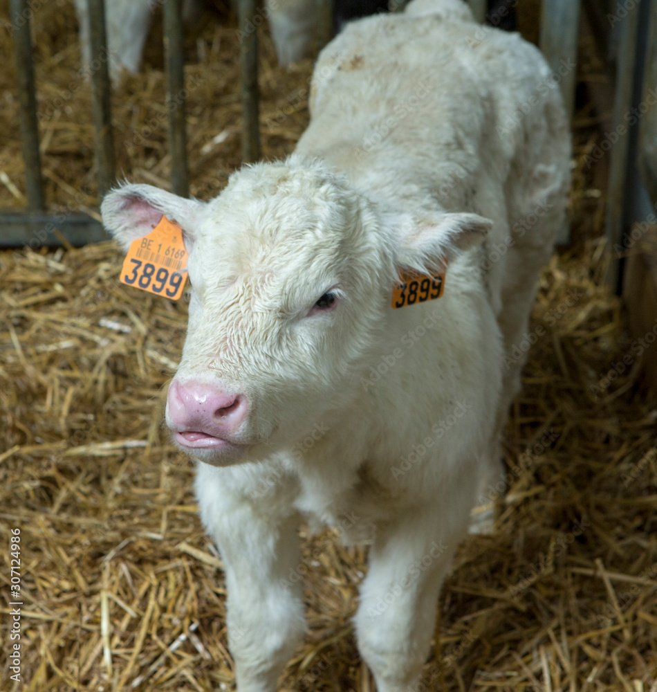 Belgian Blue Calves. Cattle. Farming. Double-muscled calves. Stock ...