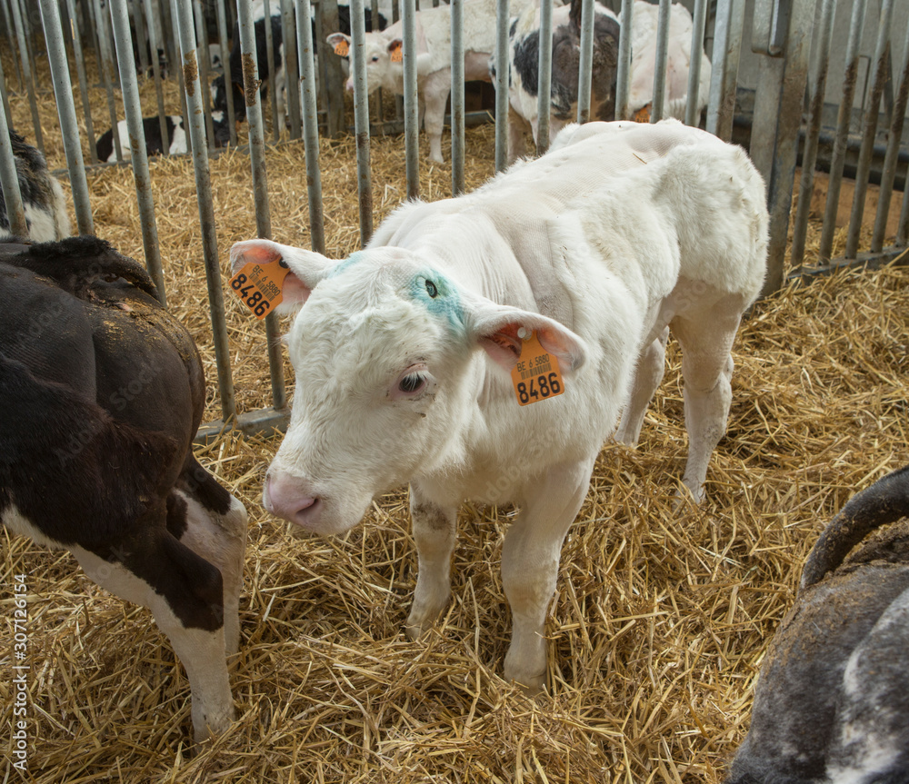 Calf. Double-muscled calves. Farming. Meat calves. Cattle. Belgian Blue ...