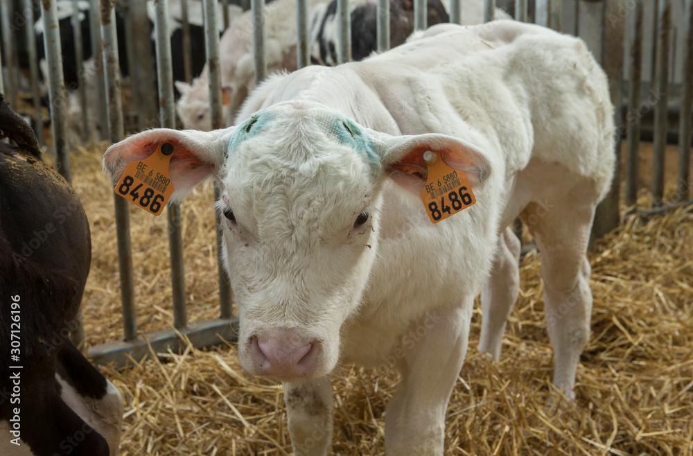 Belgian Blue Cattle Meat