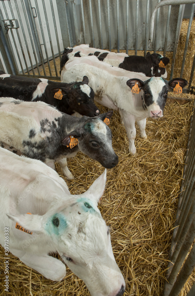 Calf. Double-muscled calves. Farming. Meat calves. Cattle. Belgian Blue ...