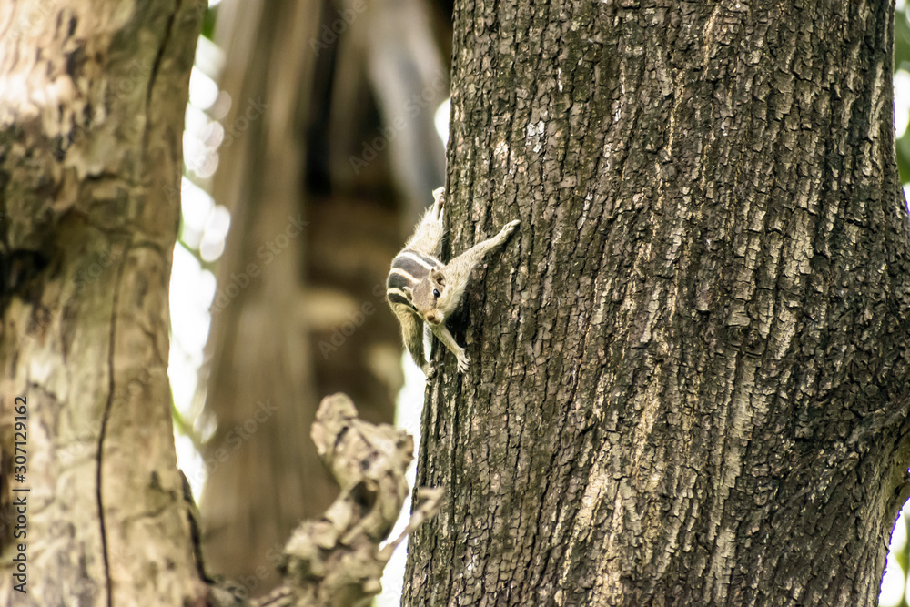 A striped rodents marmots chipmunks squirrel (Sciuridae arboreal ...