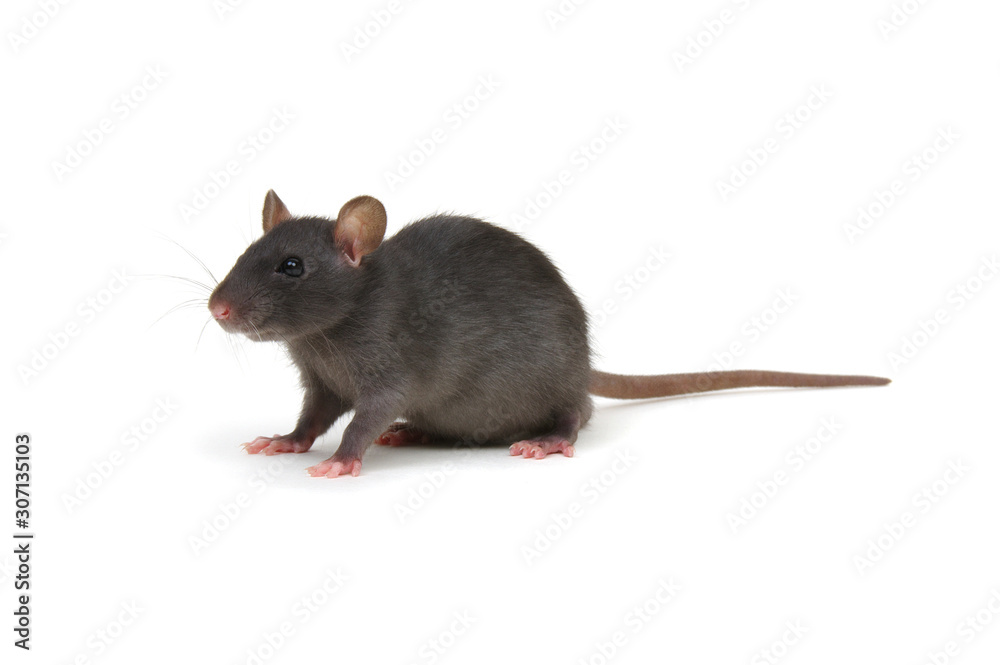 Rat isolated on white background Stock Photo | Adobe Stock