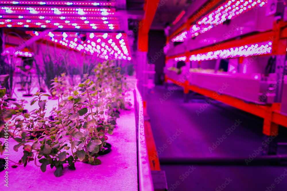 Various herbs and vegetables grow under special LED lights belts in ...