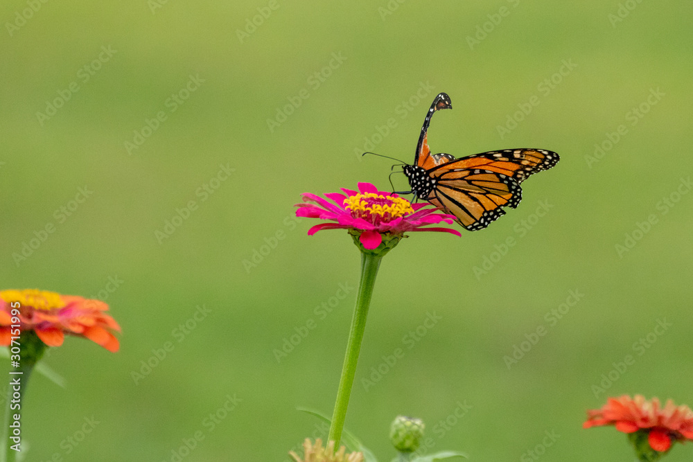 Broken Butterfly A Monarch Butterfly with a broken wing feeds in my ...