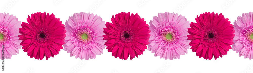 Pink and purple gerbera flowers border on white background isolated ...