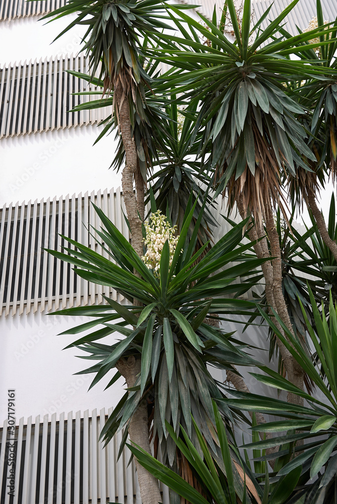 Yucca gigantea Stock Photo | Adobe Stock