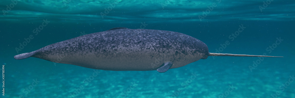 Narwhal, male Monodon monoceros swimming in the ocean, side view Stock ...