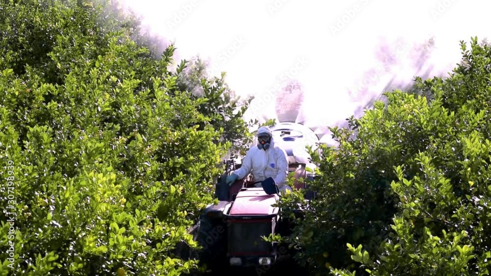 Tractor spraying pesticide and insecticide on lemon plantation in Spain ...