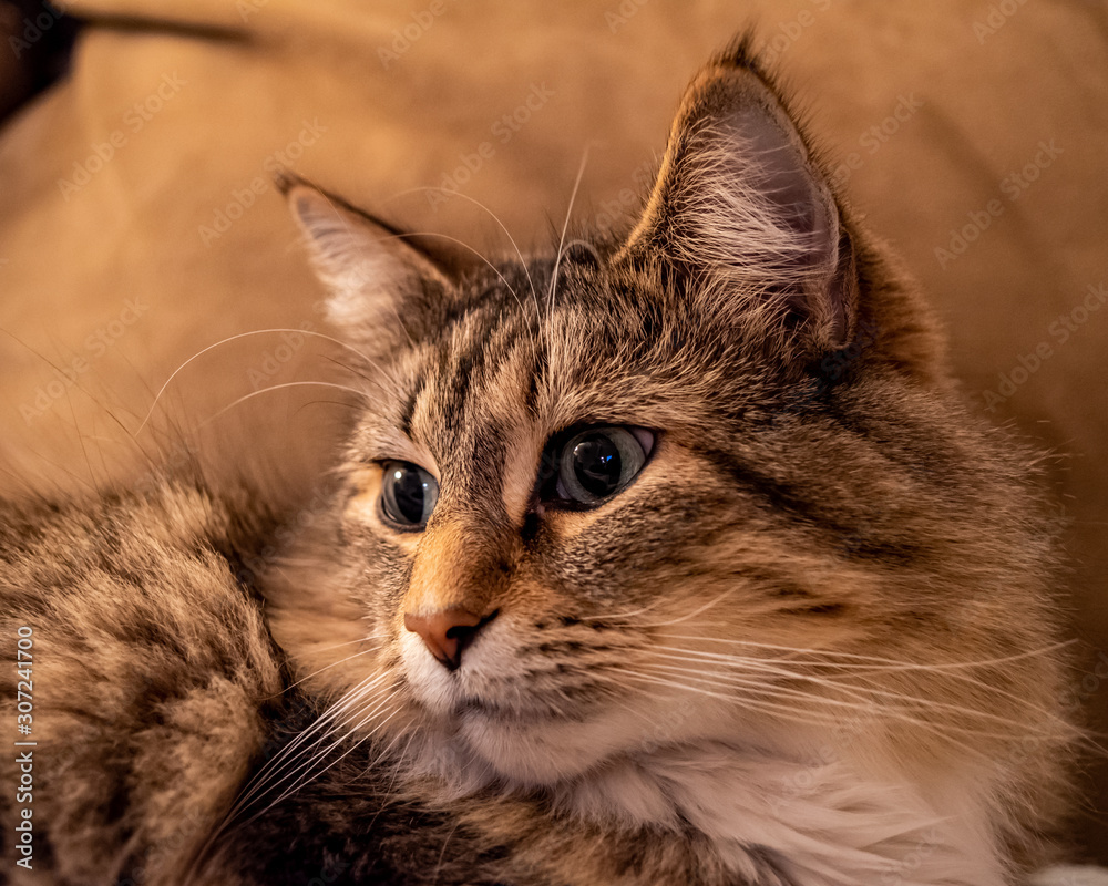 Cat Looking To The Left