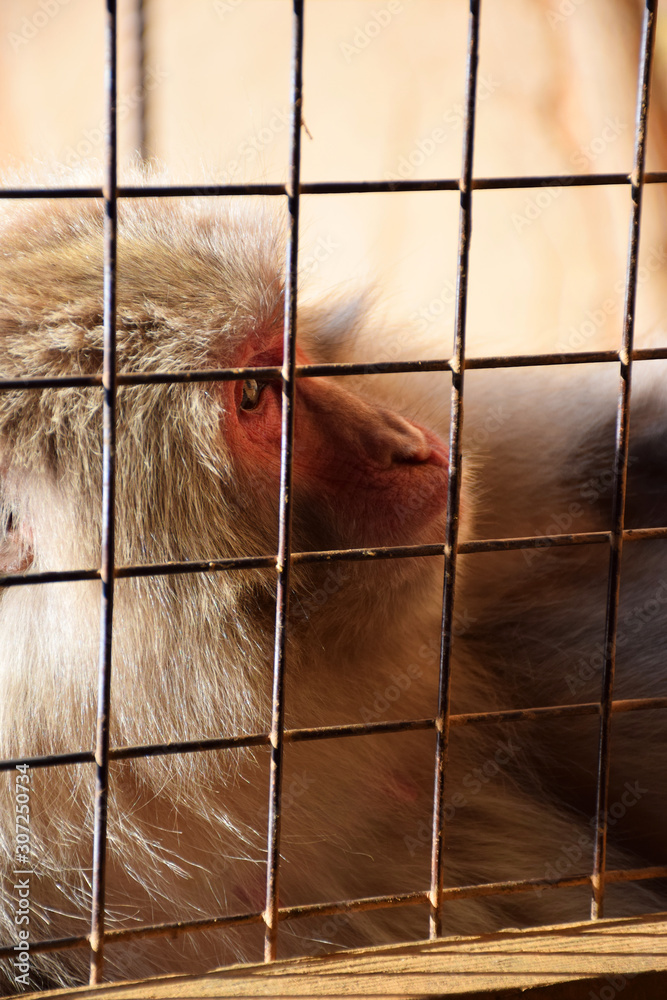 Close up on face and beautiful eye of a Japanese macaque (snow monkey ...