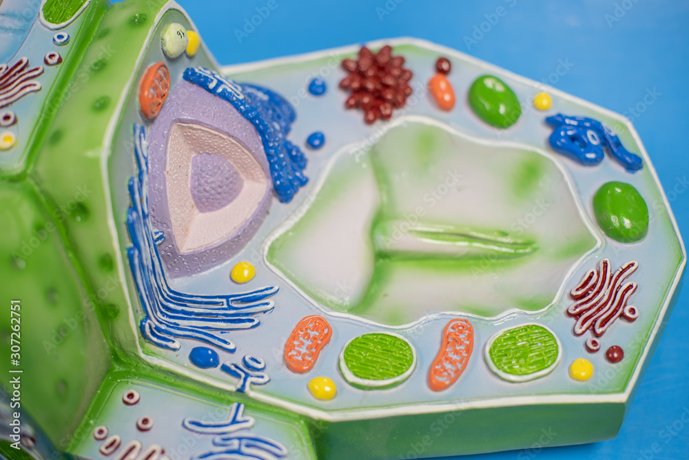 Model of plant cell in laboratory for education. Stock Photo | Adobe Stock