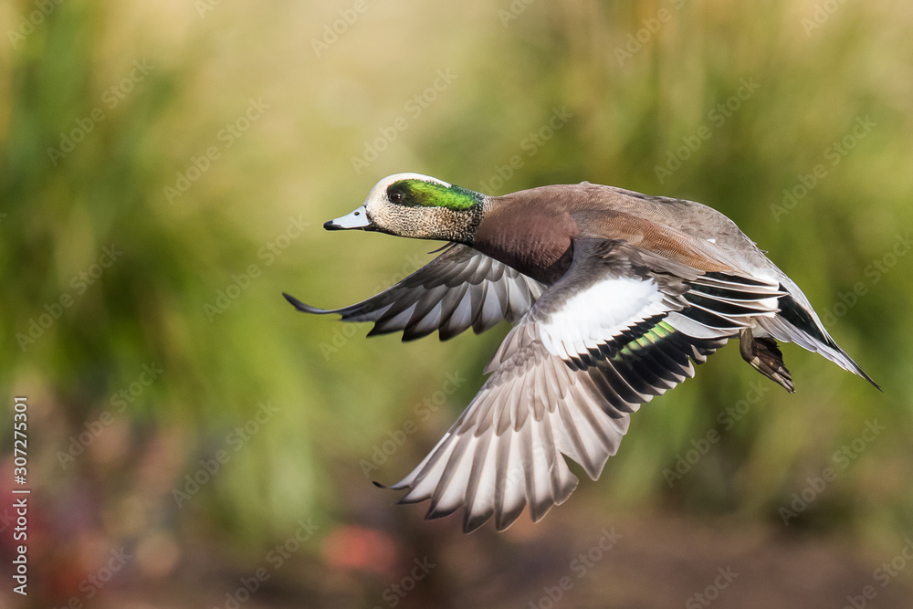 Drake Widgeon