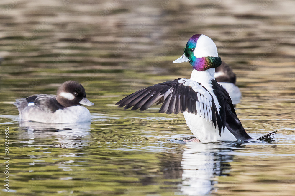 Hen Bufflehead