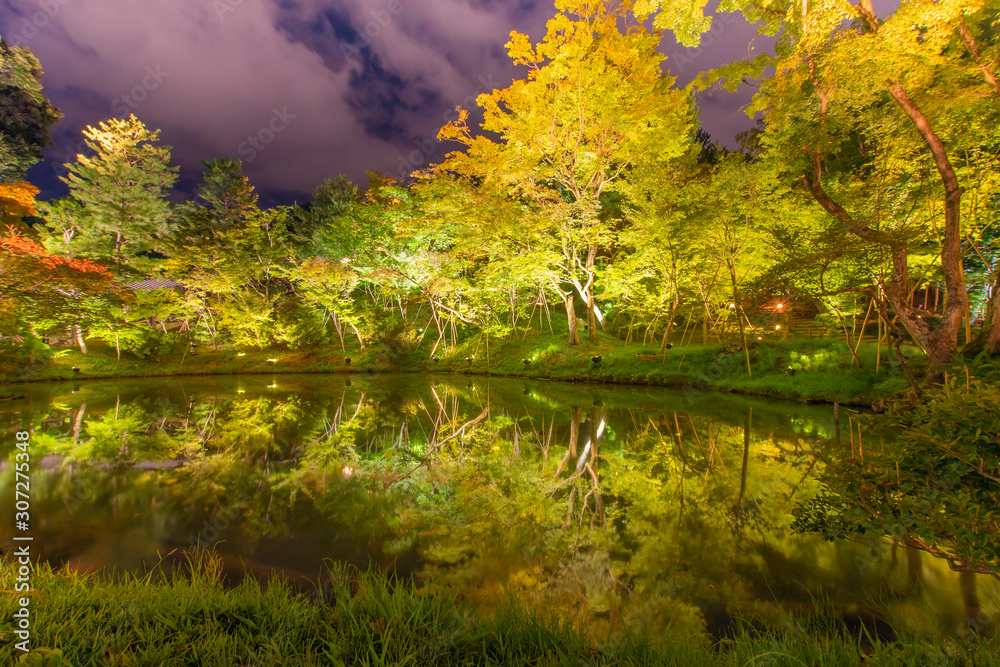 Foliage of tree at night with reflection from the pool creating a ...