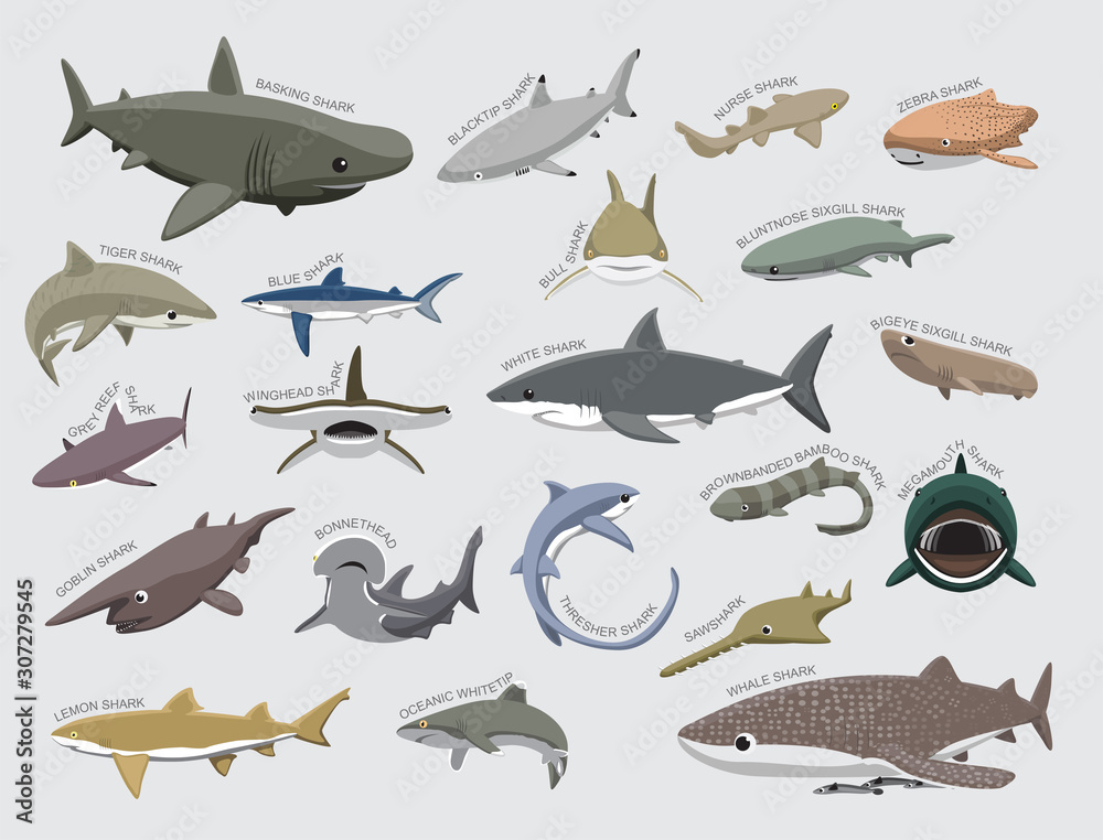 Shark Various Kind Identify Cartoon Vector Stock Vector | Adobe Stock