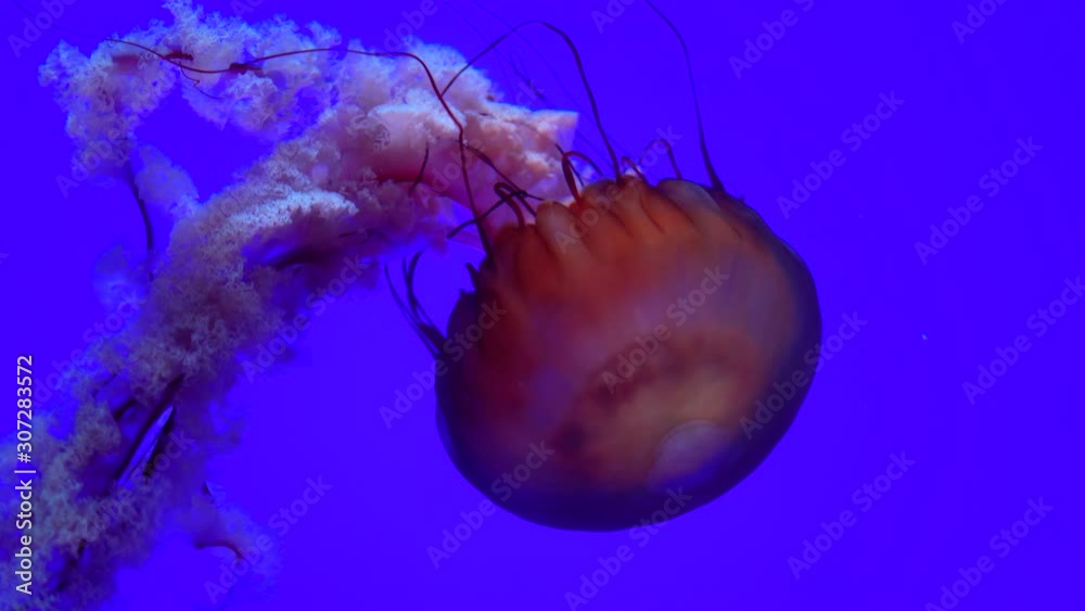 Pacific Sea Nettles are one of the most photographed animals in ...
