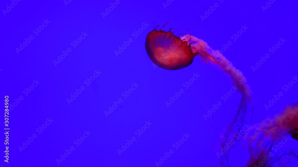 Video „Pacific Sea Nettles are one of the most photographed animals in ...