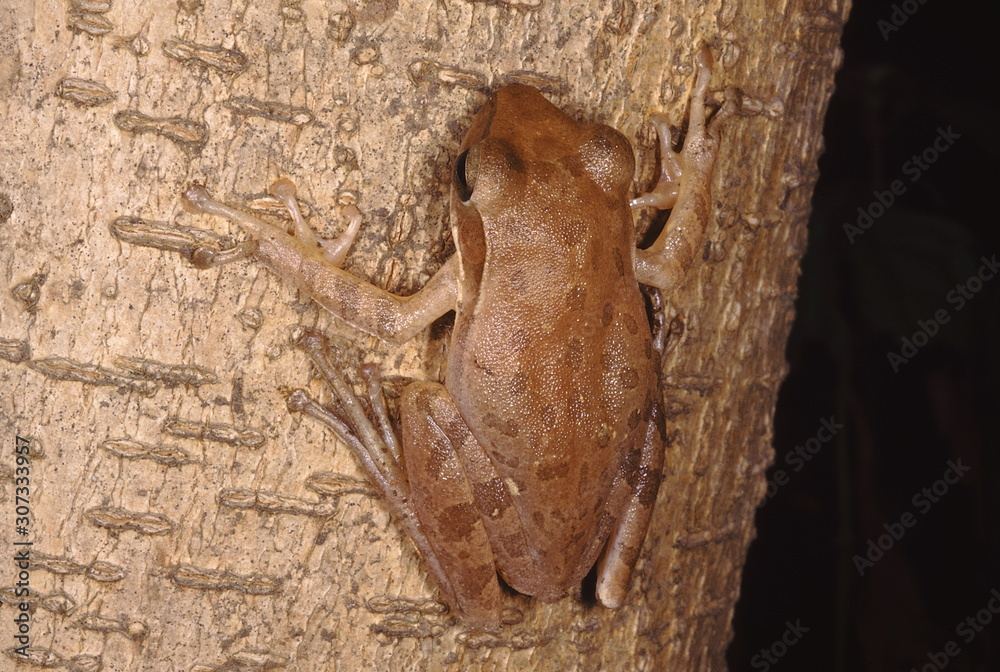 Deciduous Forest Frogs