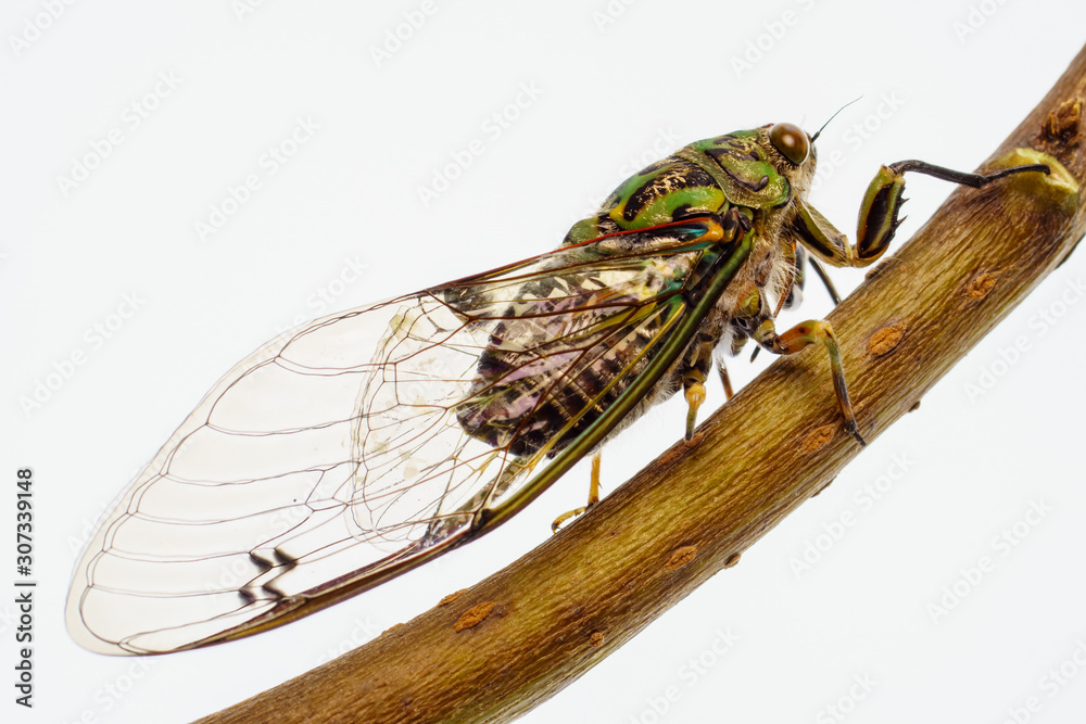 Adult Chorus cicada, Amphipsalta zelandica is a common species of ...