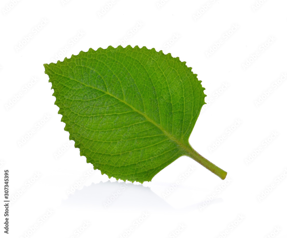 Green Leaves (Country Borage,Indian Borage,Coleus amboinicus Lour ...
