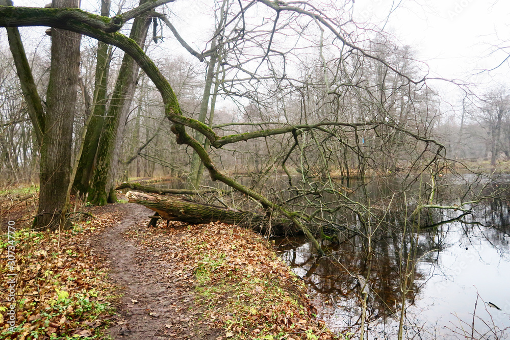 Broken stumps of dead trees. Unkempt Park in the autumn. Damage caused ...