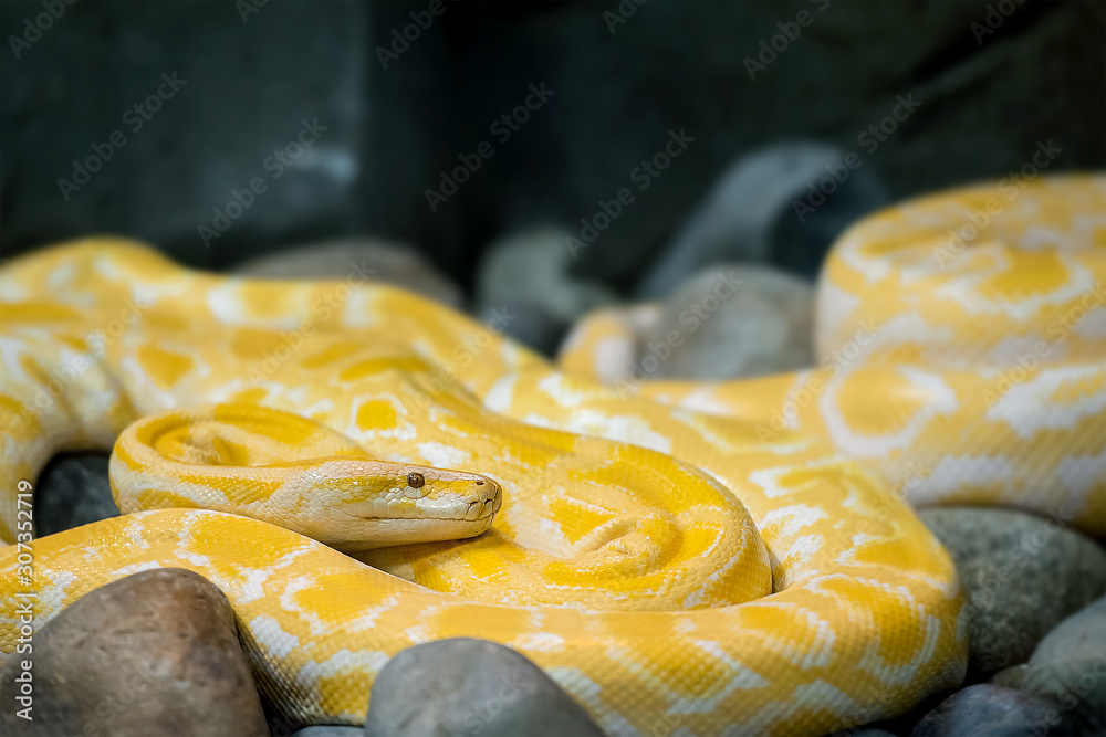 Indian Python Wallpapers
