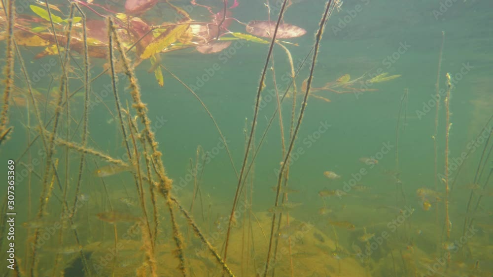 Vidéo Stock Persicaria amphibia floating-leaved water plant with small ...