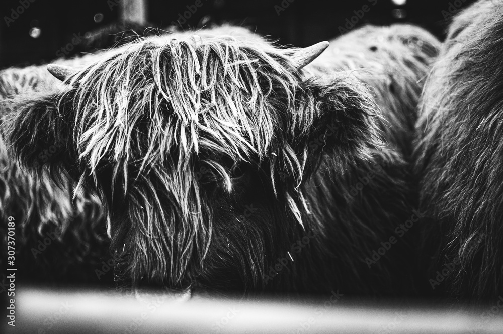 Black and white picture of Scottish Highland Cow in field looking at ...