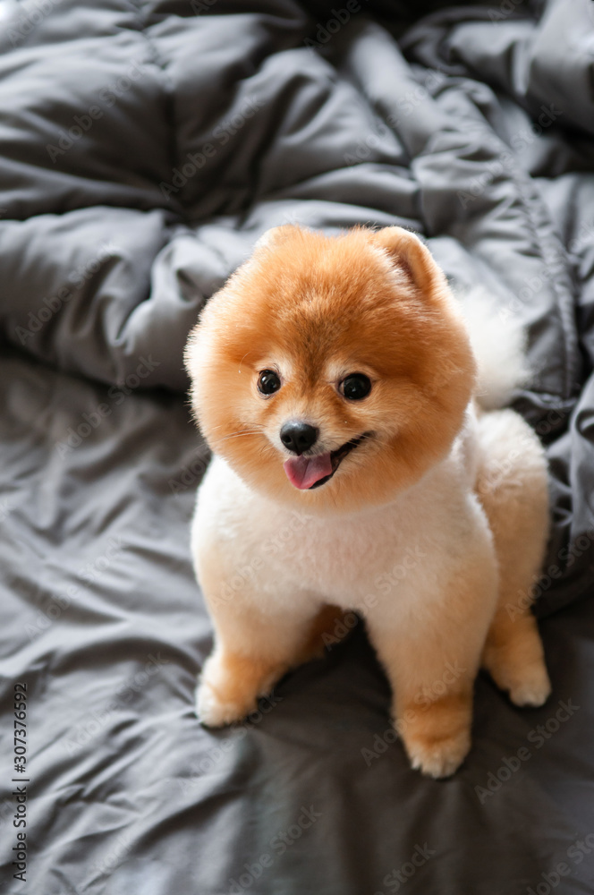 Pomeranian Teacup Teddy Bear Cut