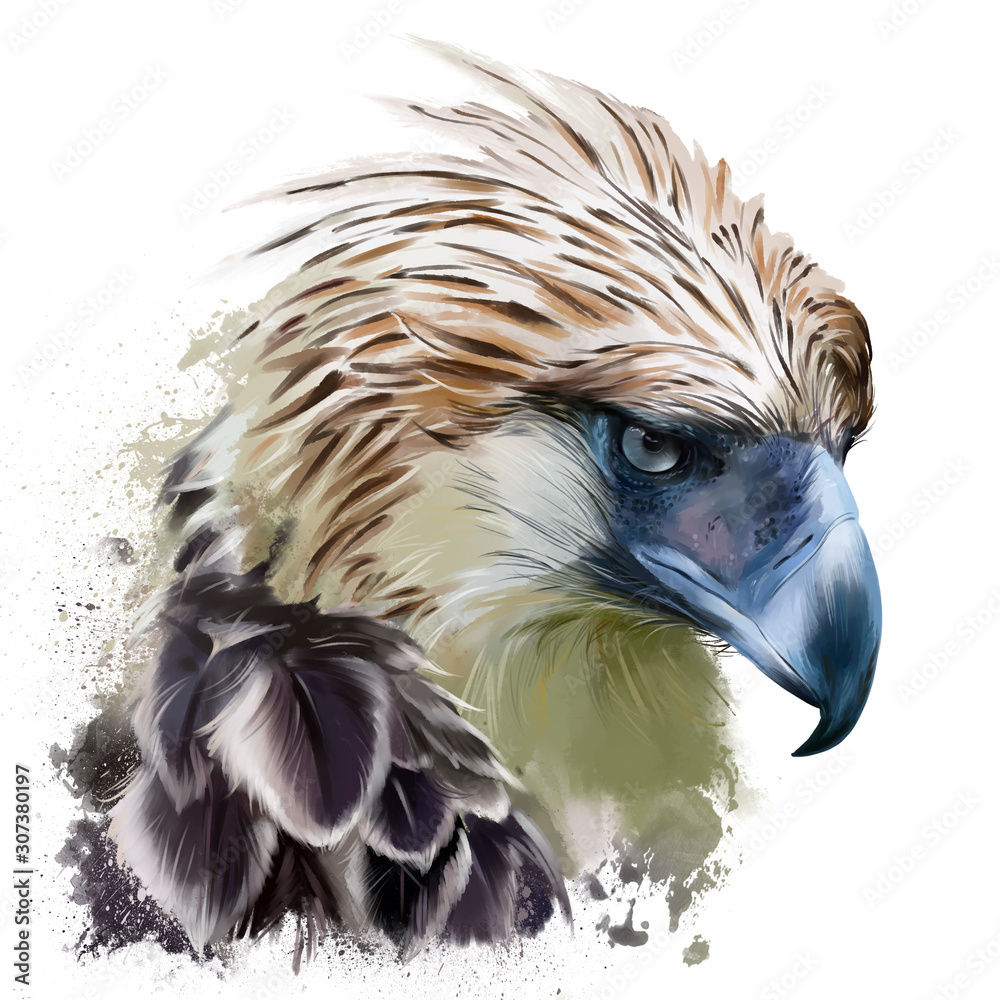 Philippine harpy, head. Watercolor drawing Stock Illustration | Adobe Stock