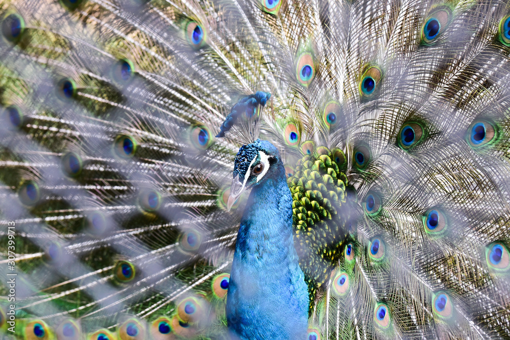 Chai nat Thailand December 26 2019 see birds at Chai NAT Bird Park is a ...