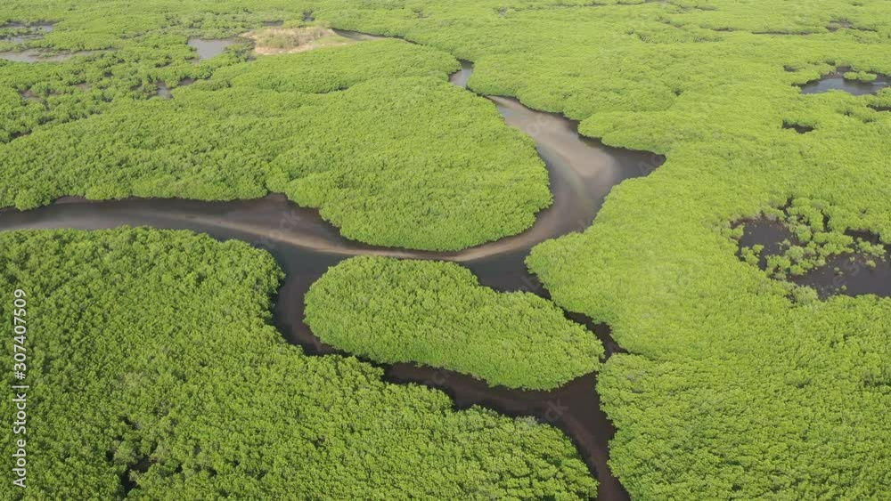 Senegal Mangroves. Aerial view of mangrove forest in the Saloum Delta ...