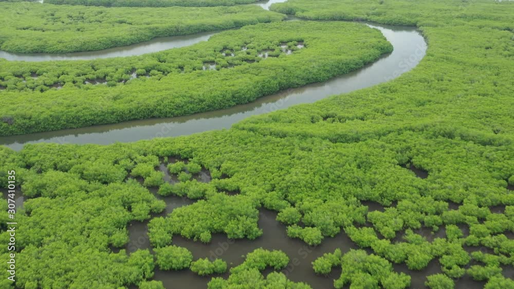 Senegal Mangroves. Aerial view of mangrove forest in the Saloum Delta ...