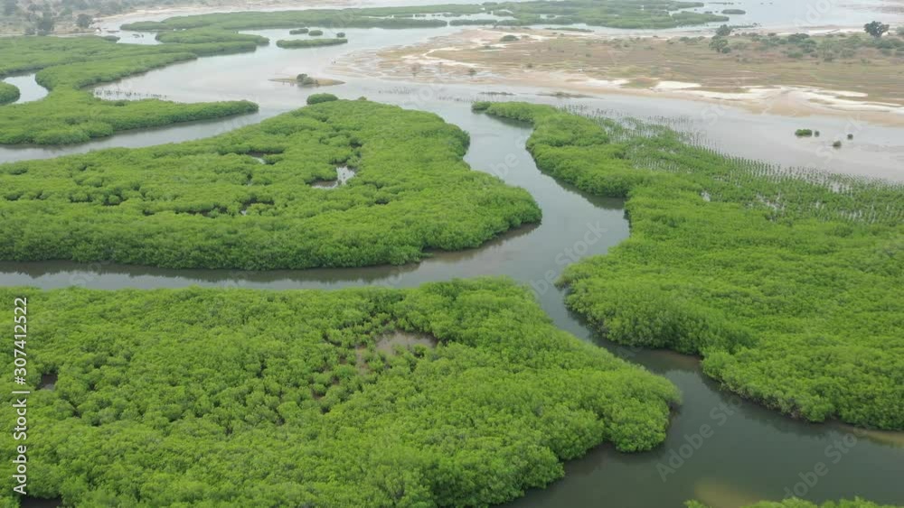 Senegal Mangroves. Aerial view of mangrove forest in the Saloum Delta ...