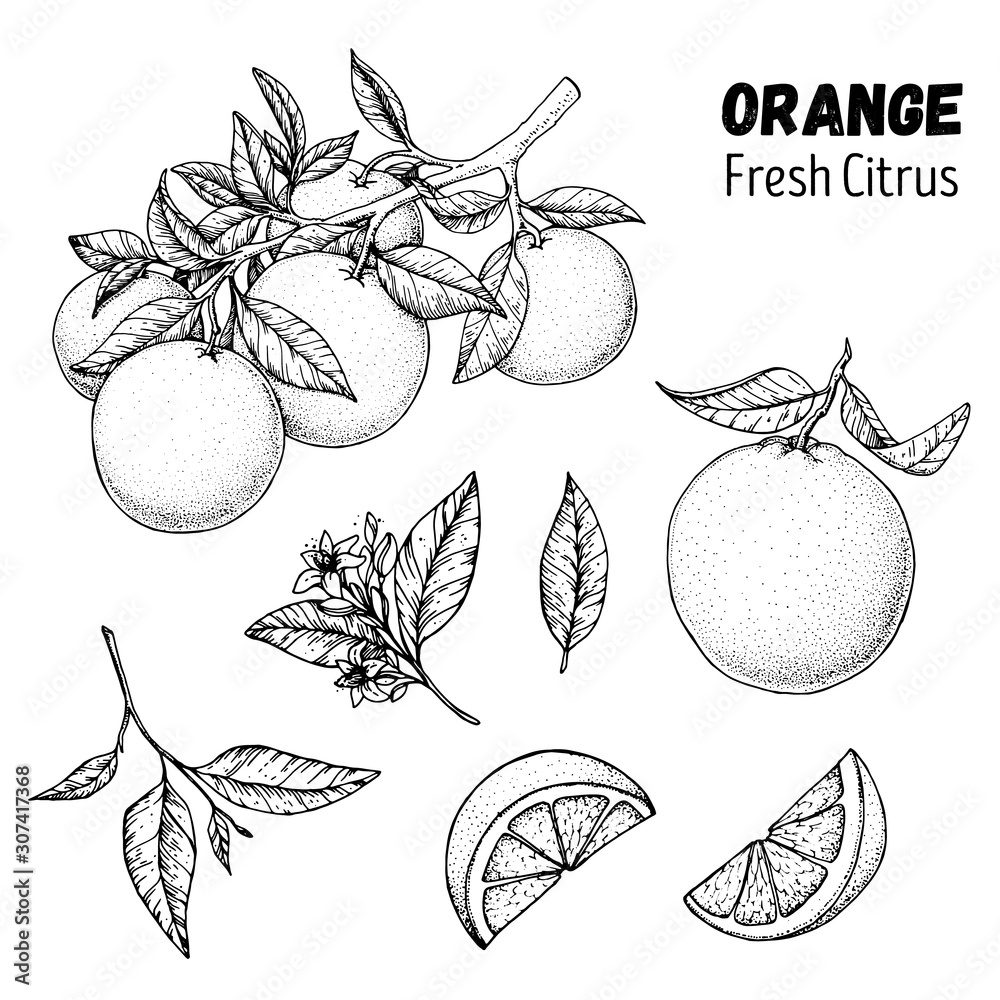 Orange Fruit Line Drawing