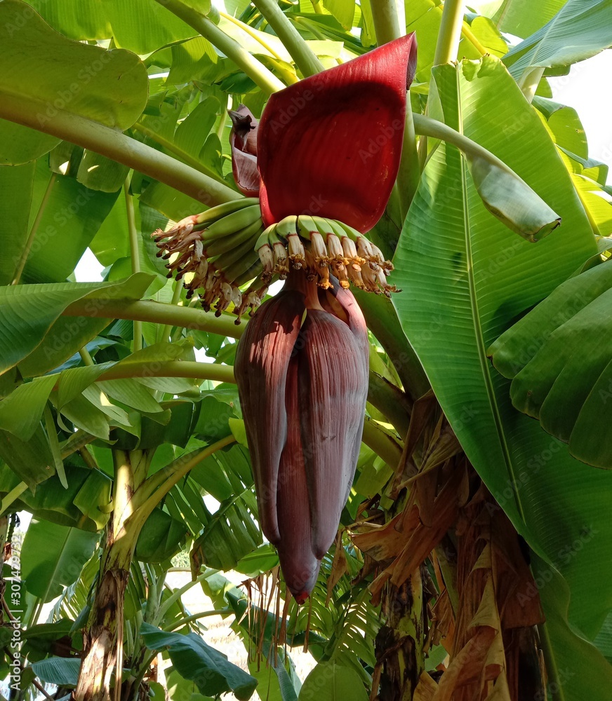 Musa acuminata flower is the inflorescence of banana trees closeup ...