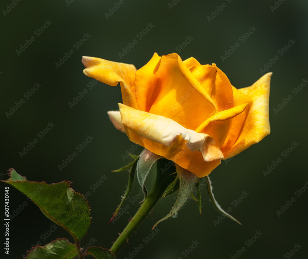 Rose, rosehip - the genus and cultural form of plants of the pink ...