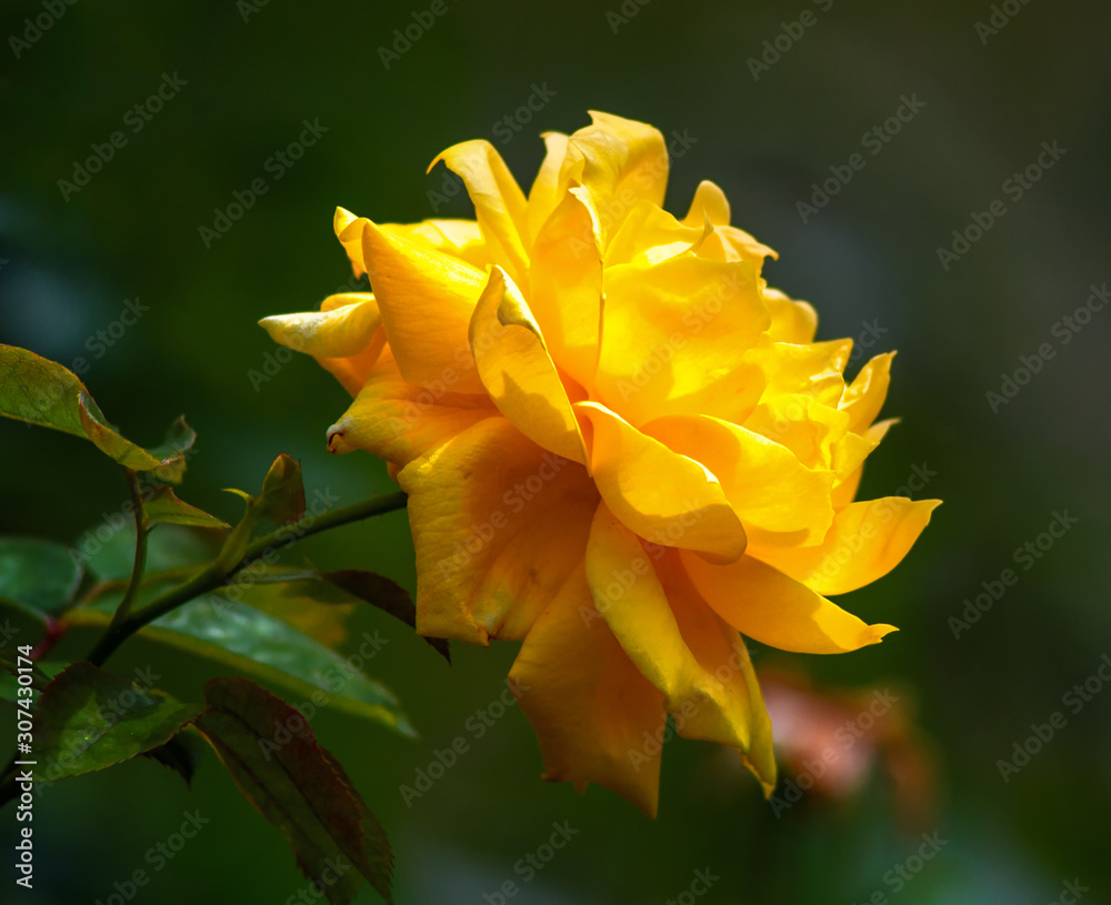 Rose, rosehip - the genus and cultural form of plants of the pink ...